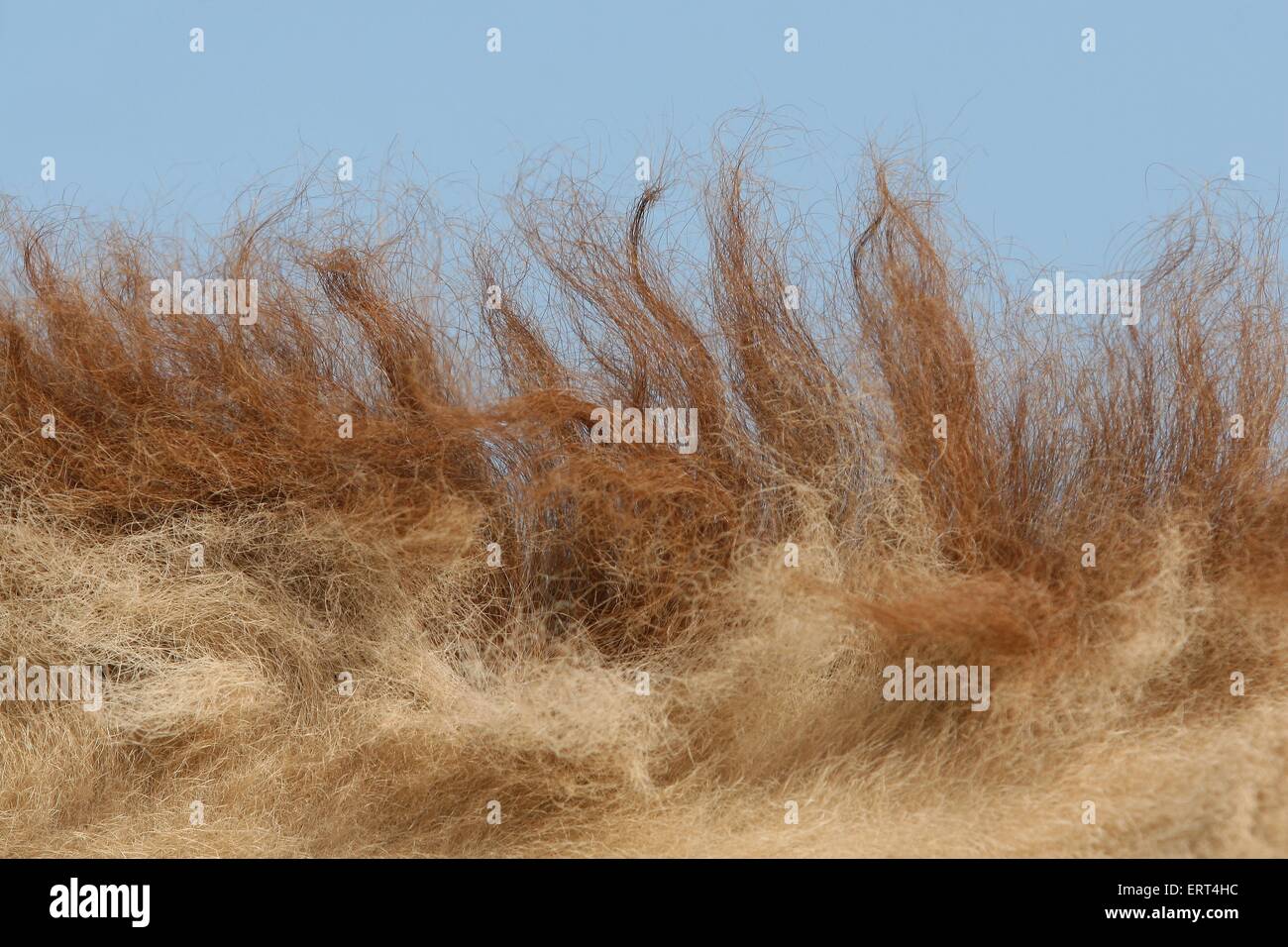 Mane manes hi-res stock photography and images - Alamy