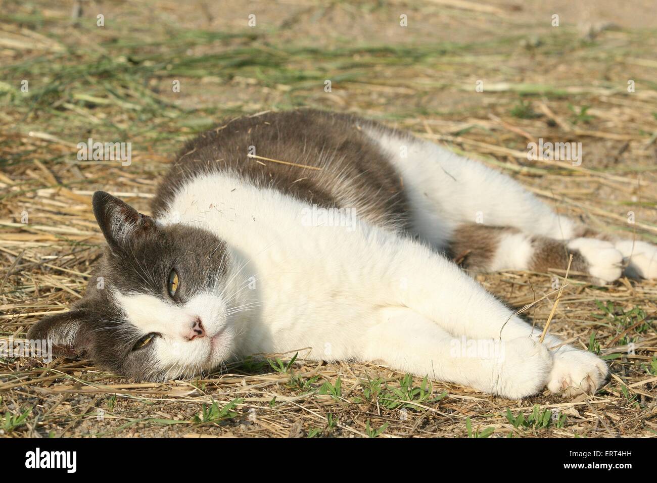Idle cat hi-res stock photography and images - Alamy
