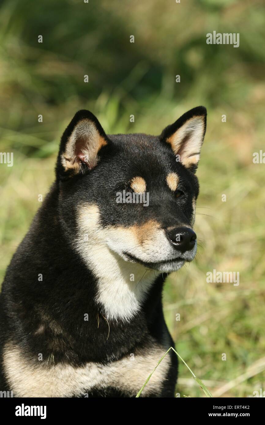 Shiba Inu Portrait Stock Photo - Alamy