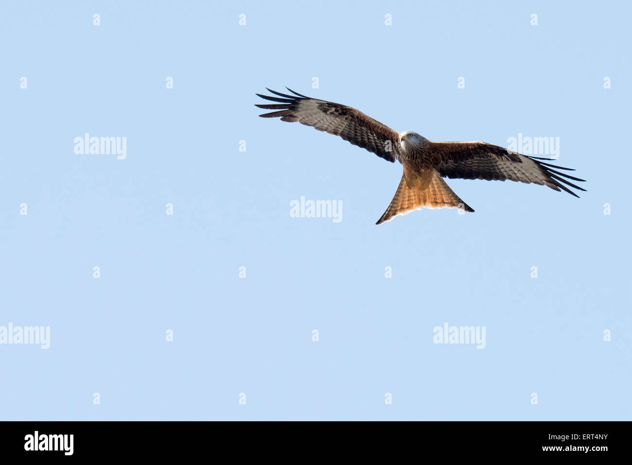 Red Kite soaring against backdrop of blue sky Stock Photo - Alamy