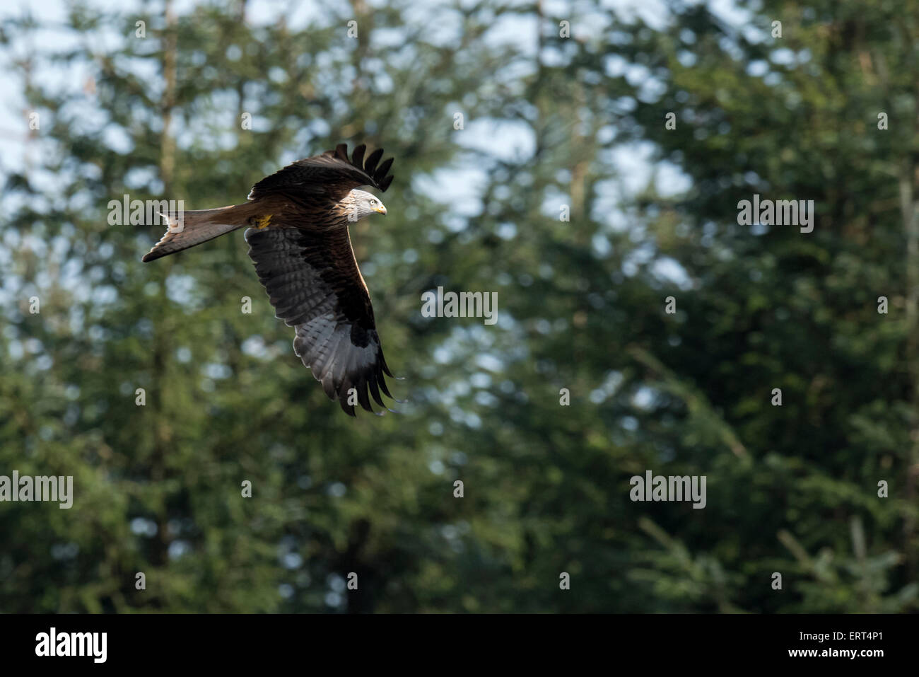 Majestic red kite flying hi-res stock photography and images - Alamy