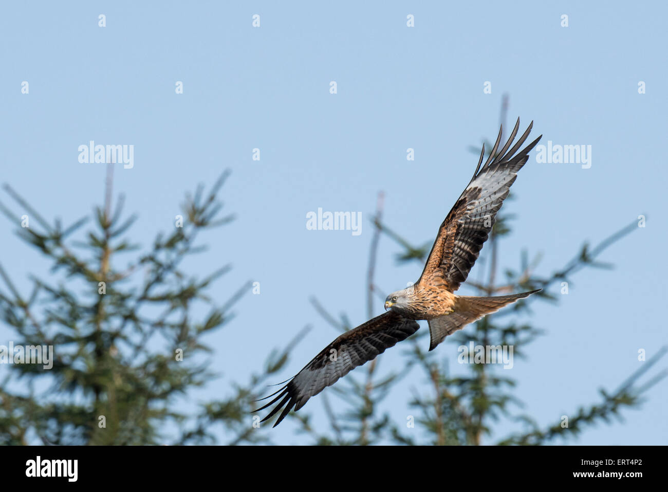 Red Kite soaring in fir trees against blue sky Stock Photo - Alamy