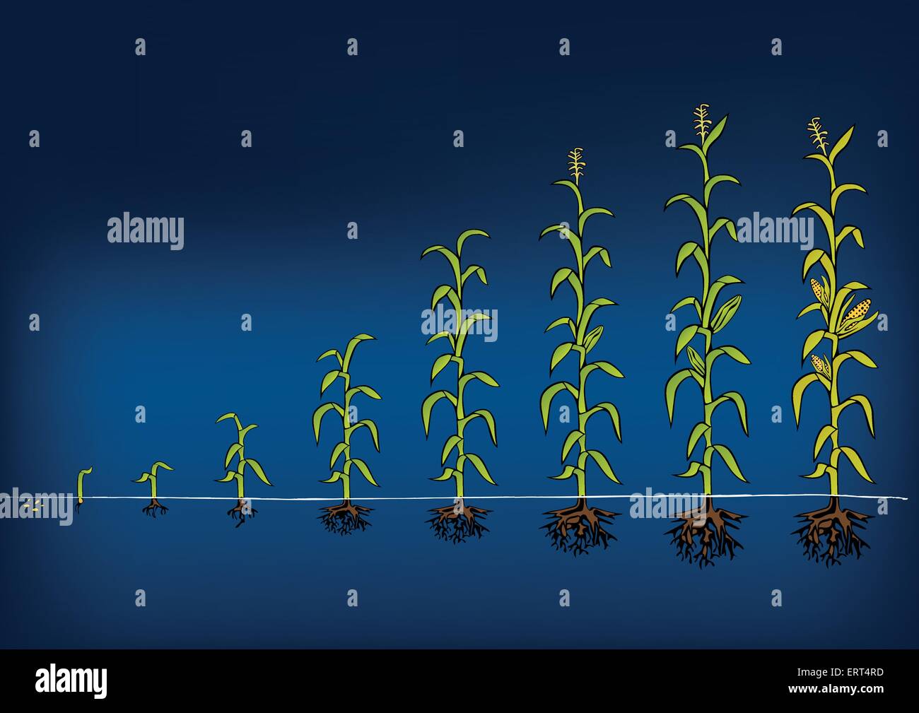 Corn Life Cycle Diagram