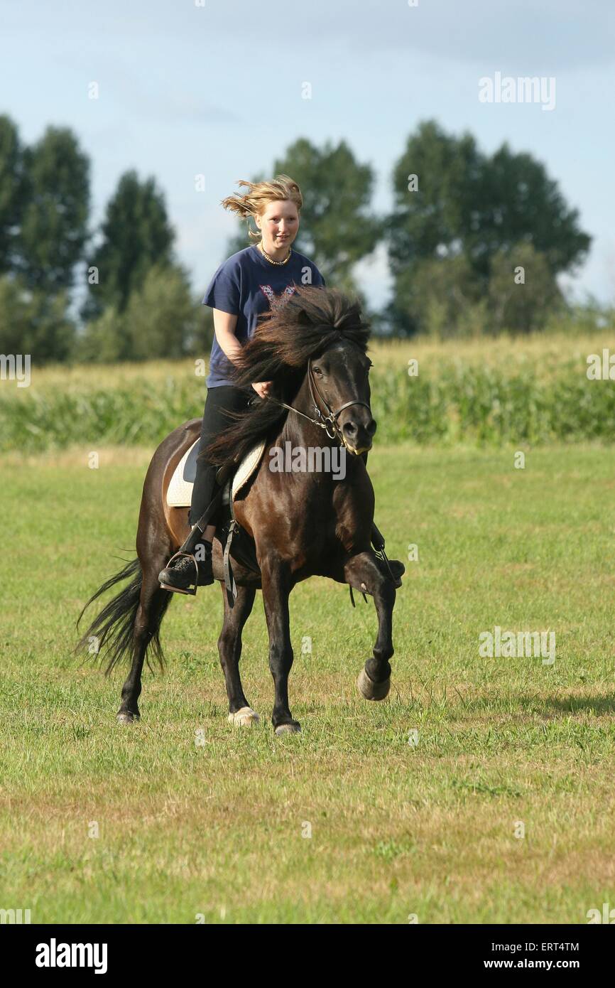 Gaited horse hi-res stock photography and images - Alamy