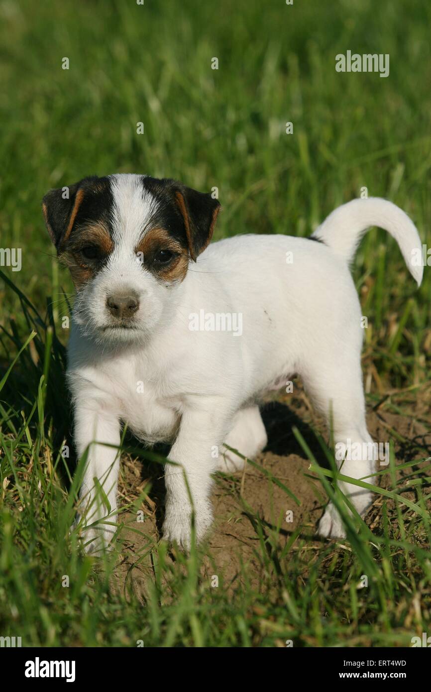 Jack Russell Terrier Stock Photo - Alamy