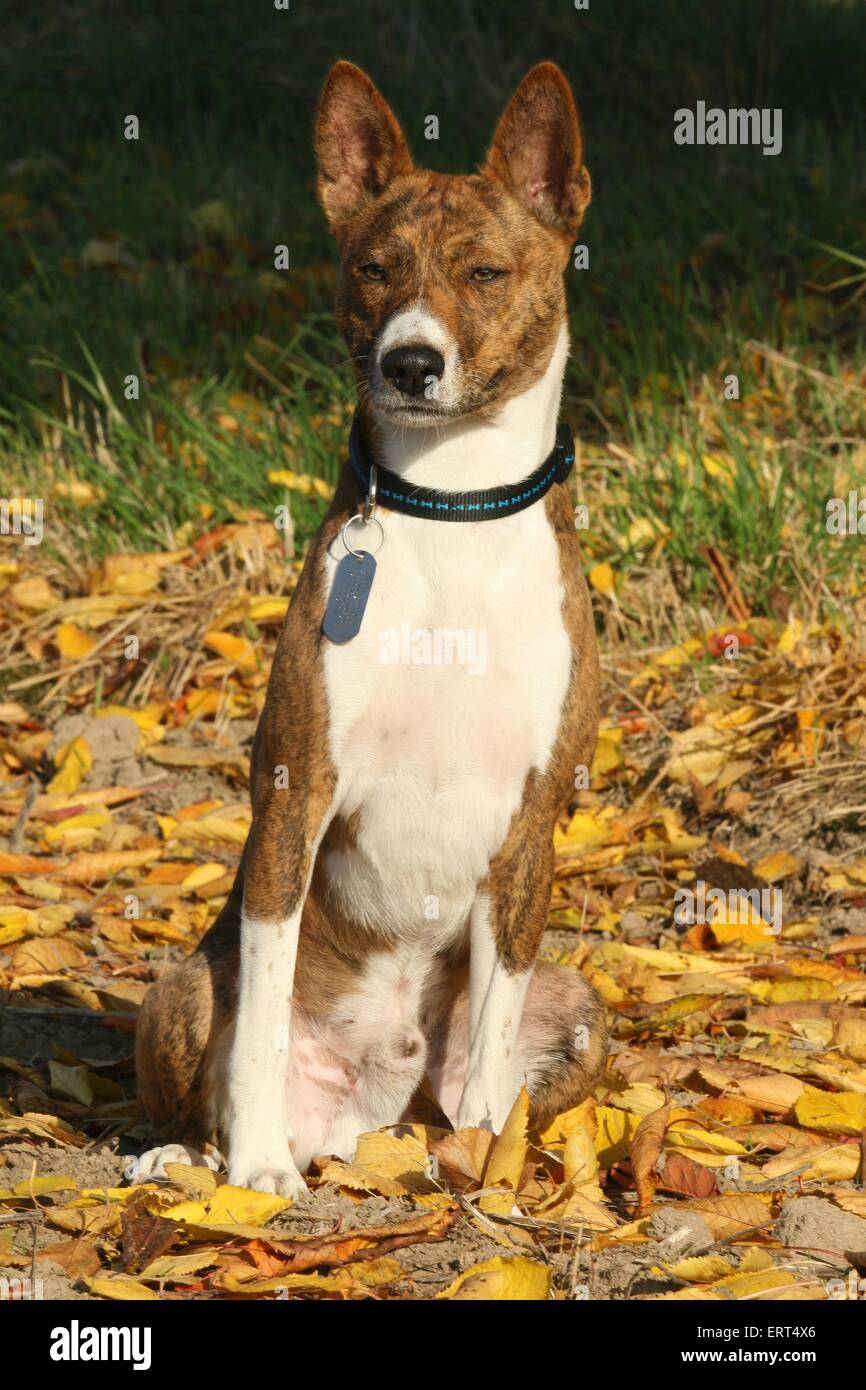 Basenji dog sitting hi-res stock photography and images - Alamy