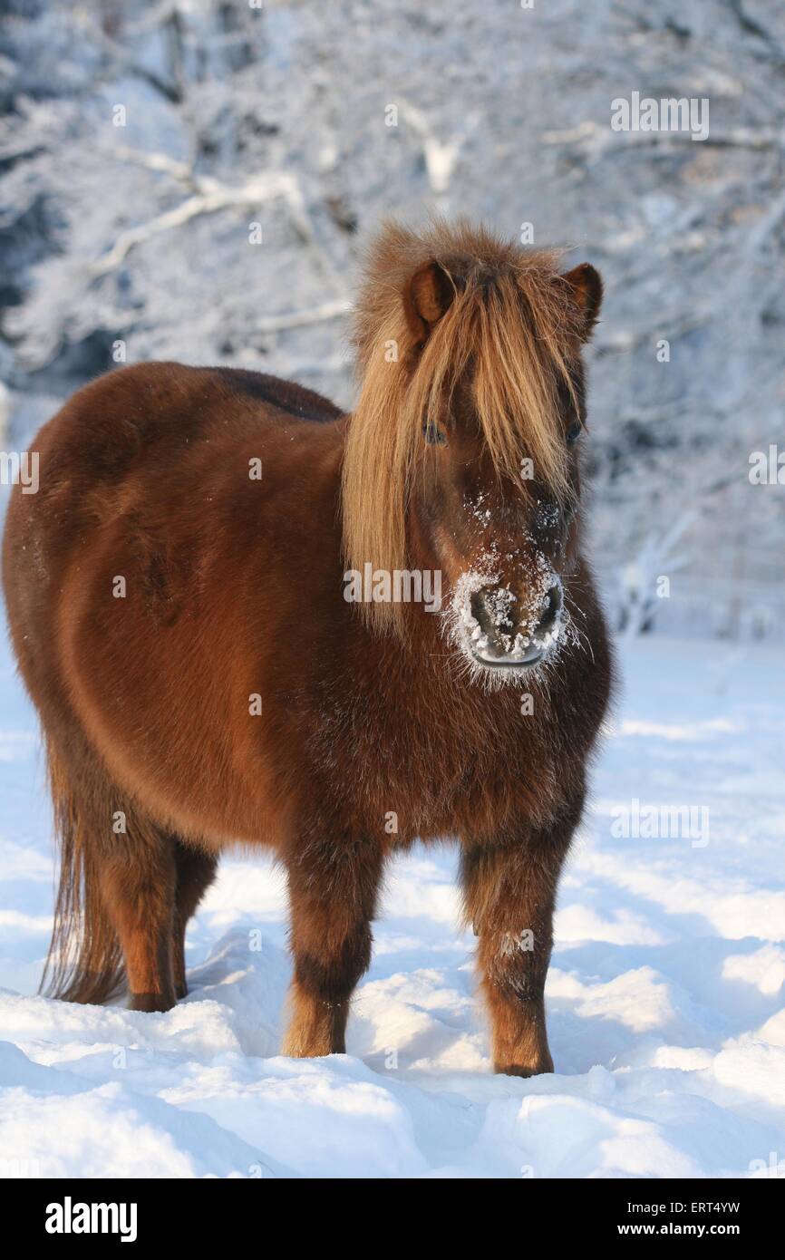 Shetlandponies hi-res stock photography and images - Alamy