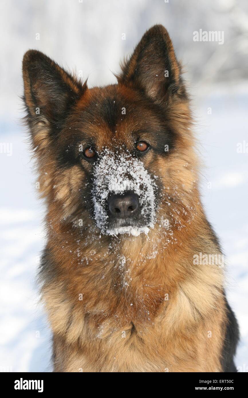 German Shepherd portrait Stock Photo - Alamy