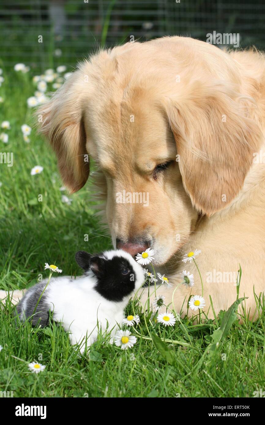 Dog sniffing flower hi-res stock photography and images - Alamy
