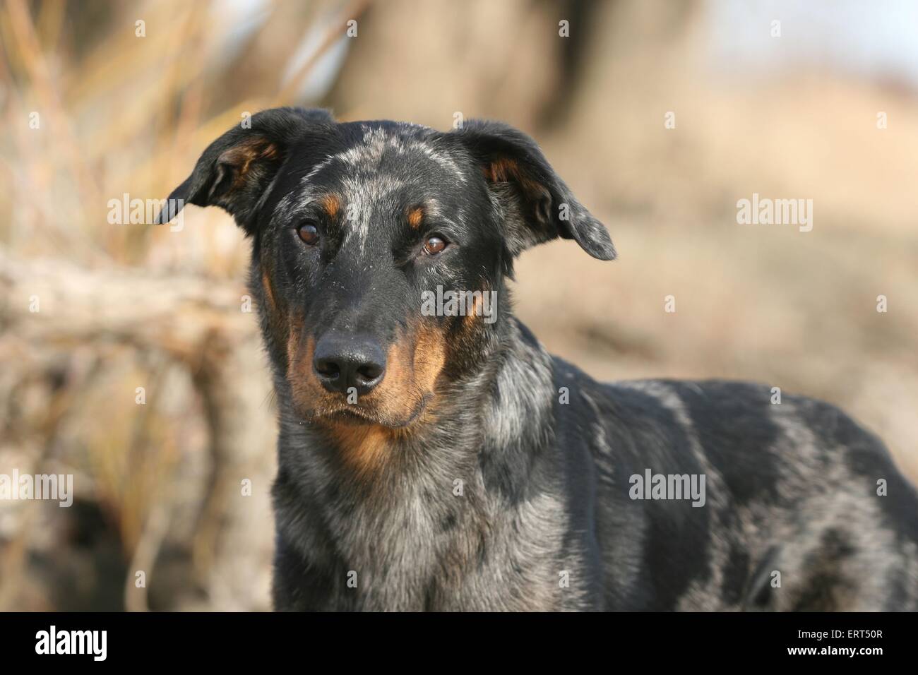 Portrait beauceron hi-res stock photography and images - Alamy