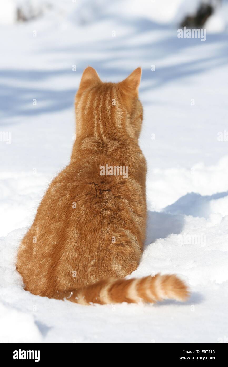 red tomcat in snow Stock Photo - Alamy