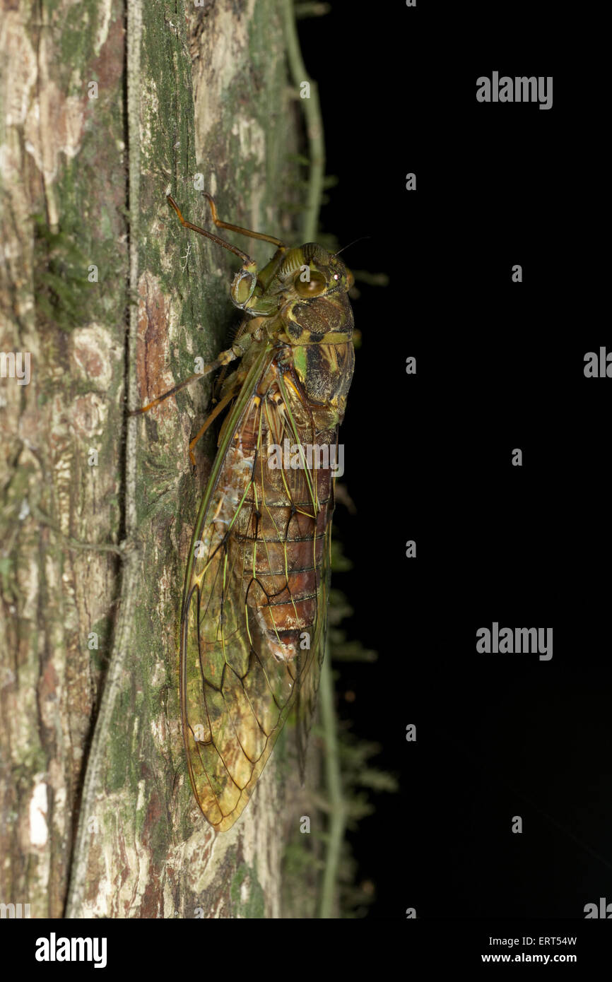 Pomponia is a genus of cicadas from Asia. Kaeng Krachan National Park ...
