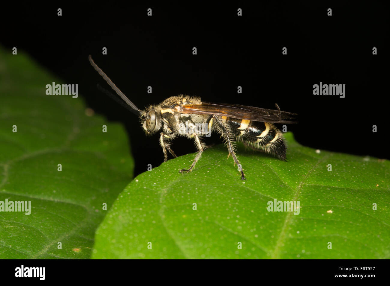 Campsomeris cf. tolteca, Scoliidae - Scoliid wasps AKA Flower Wasps ...