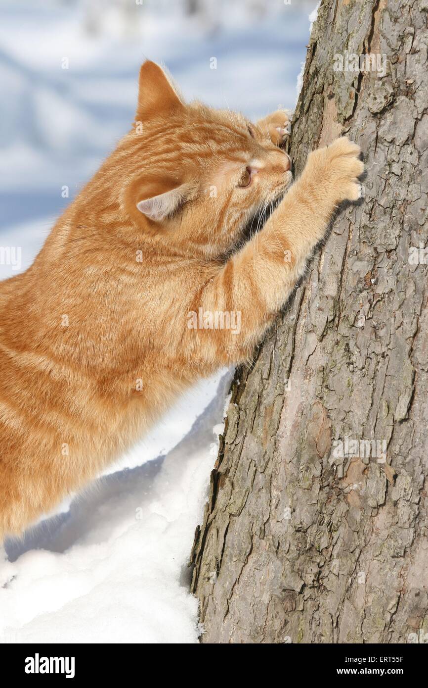 red tomcat in snow Stock Photo - Alamy
