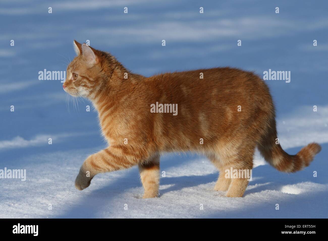 red tomcat in snow Stock Photo - Alamy