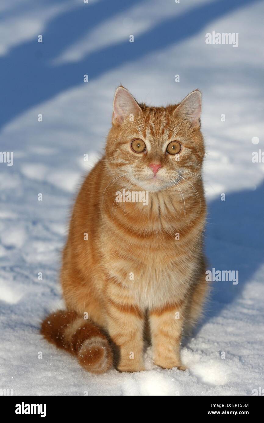 red tomcat in snow Stock Photo - Alamy