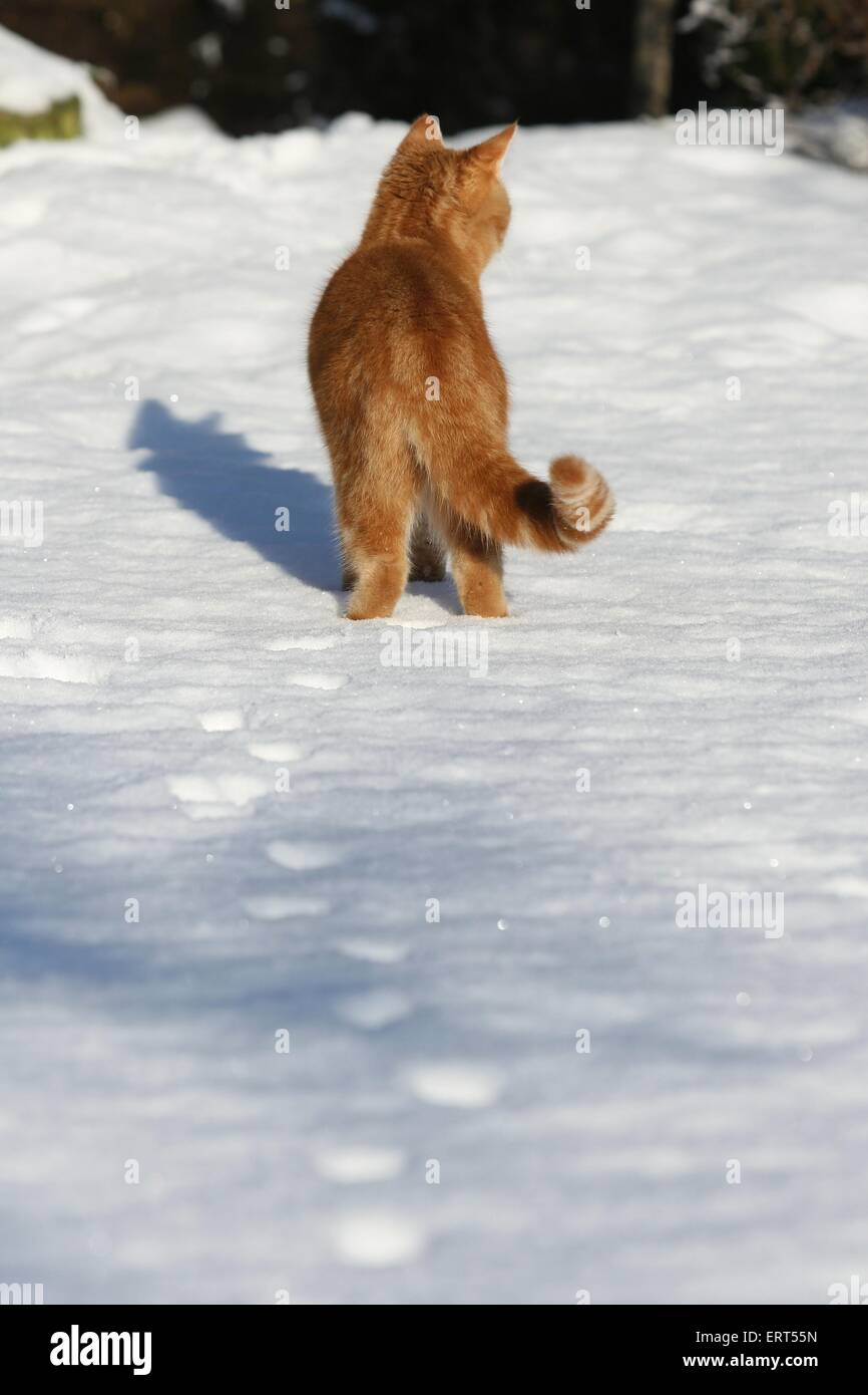red tomcat in snow Stock Photo - Alamy
