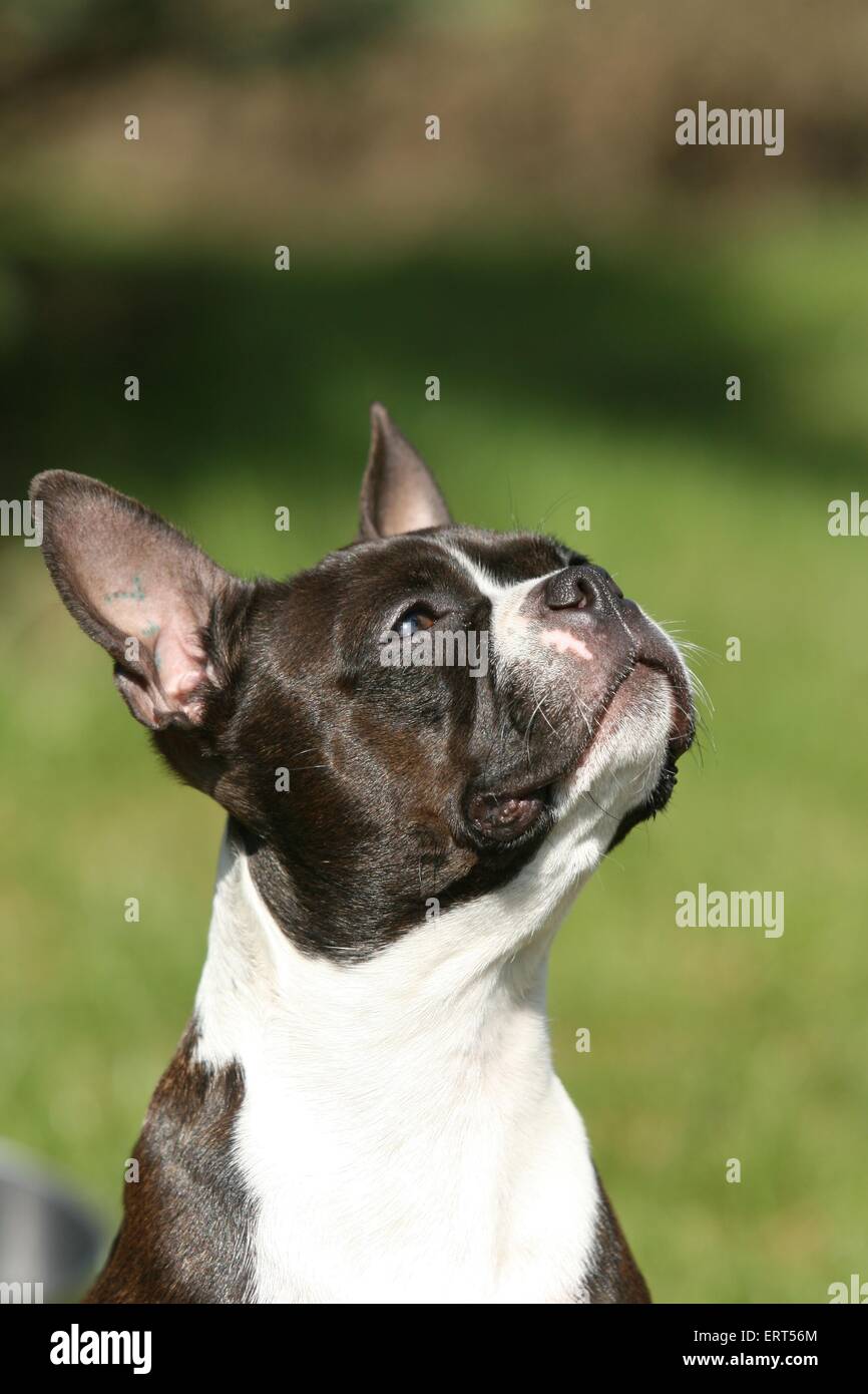 Boston terrier head portrait hi-res stock photography and images - Alamy