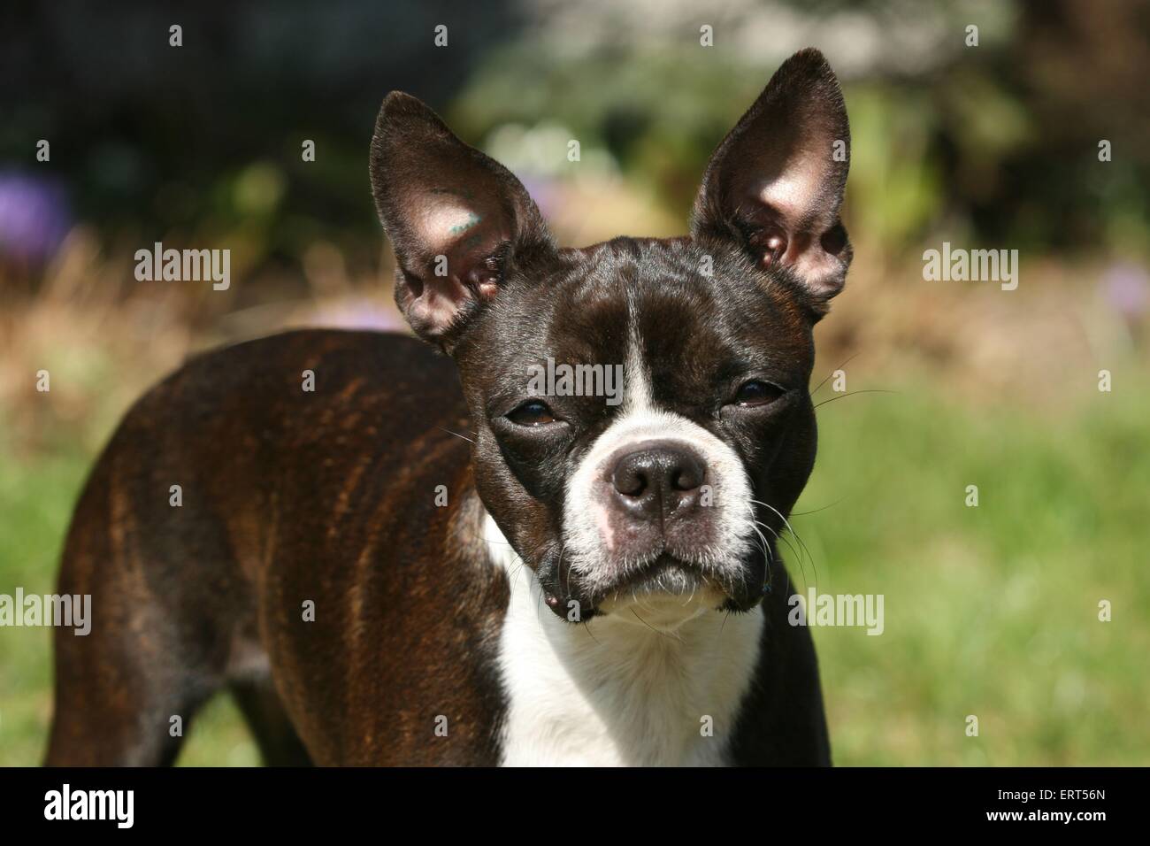 Boston Terrier Portrait Stock Photo - Alamy