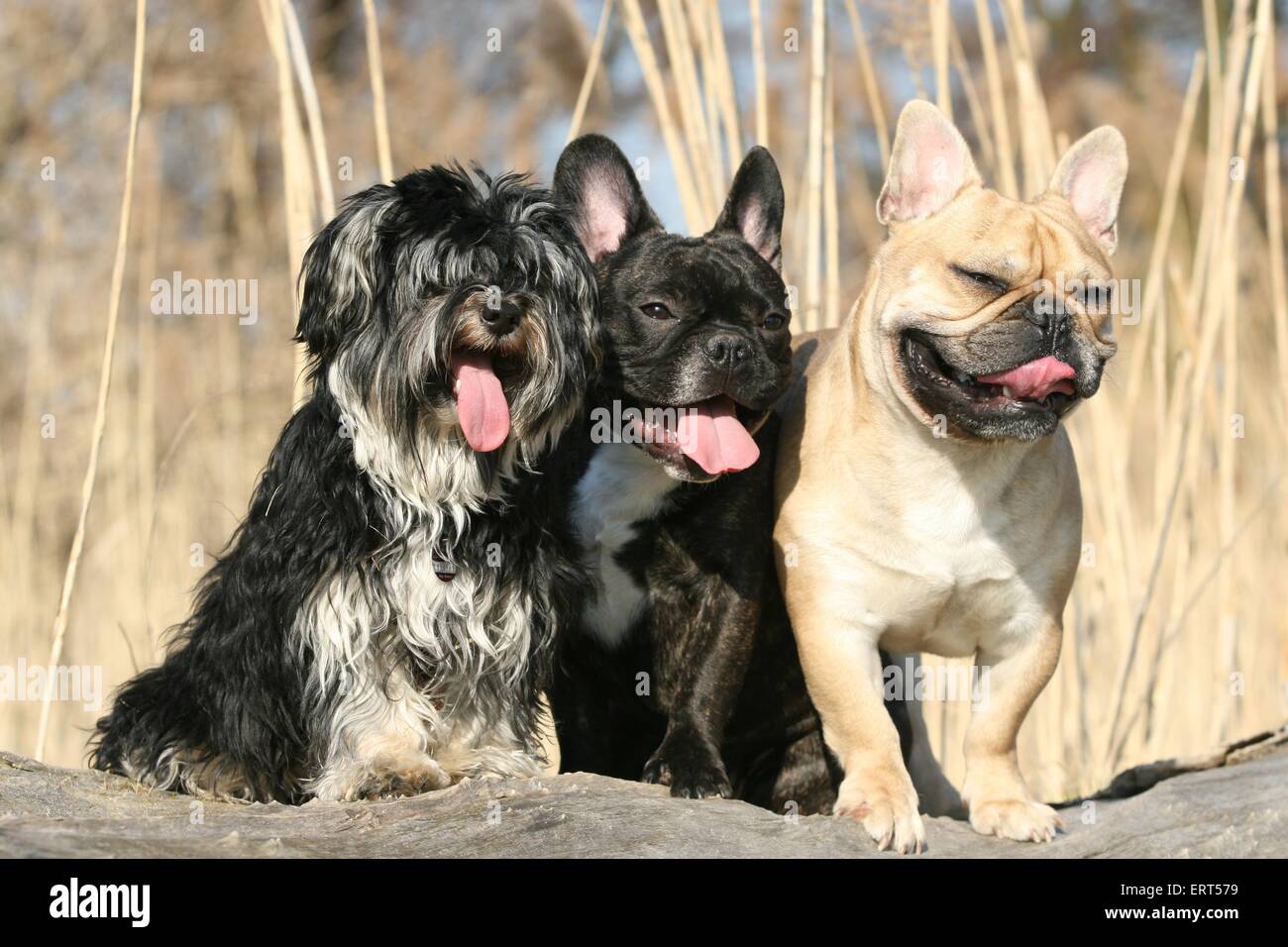 French terrier hi-res stock photography and images - Alamy