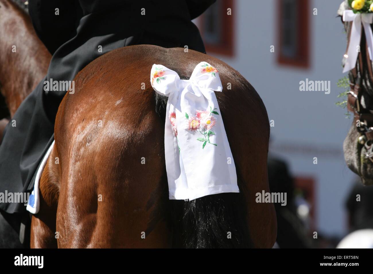 Spring riding horse hi-res stock photography and images - Alamy