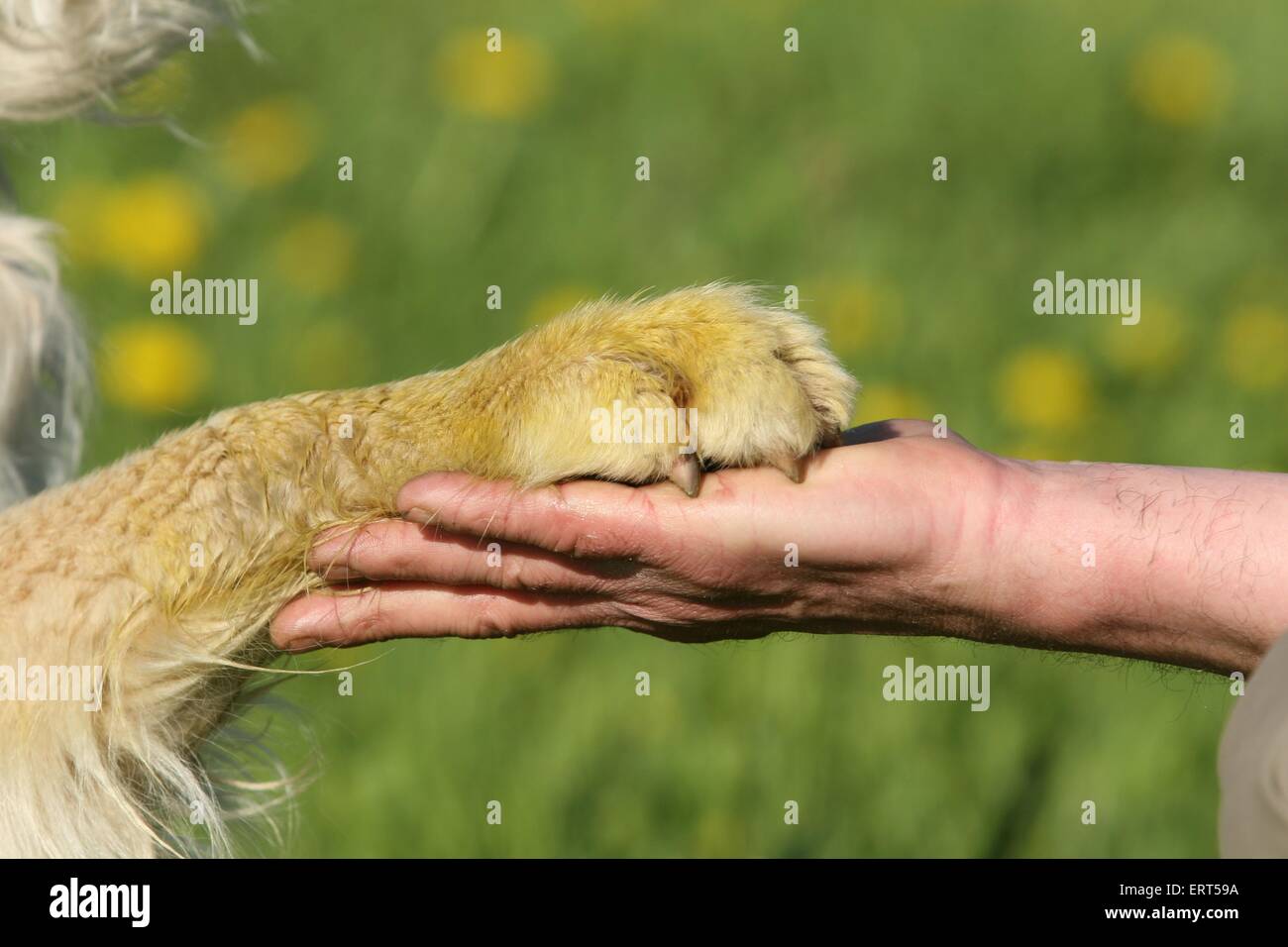 Hand giving a gun hi-res stock photography and images - Alamy