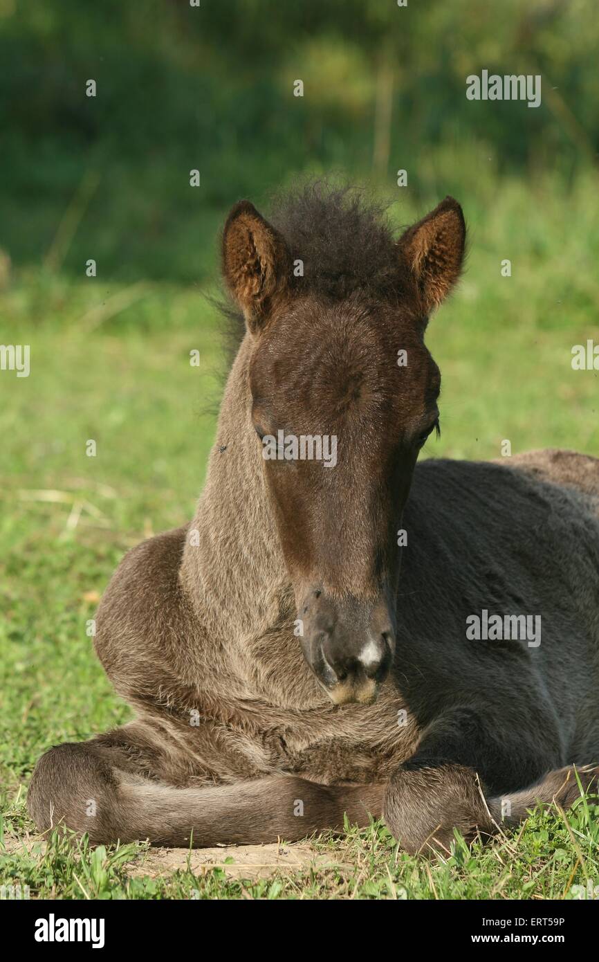 Icelandic horse foal Stock Photo - Alamy