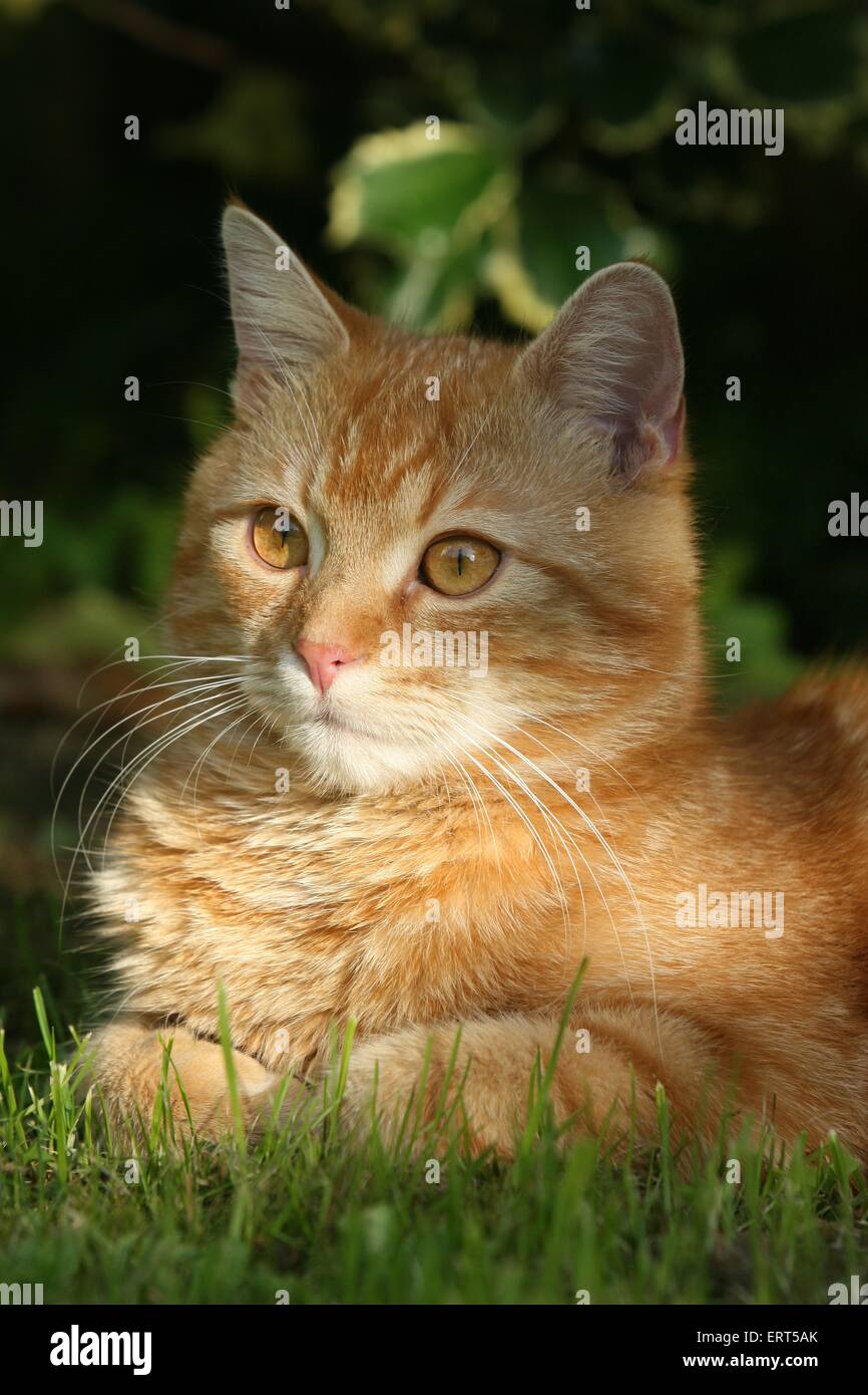 Shadowy cat hi-res stock photography and images - Alamy
