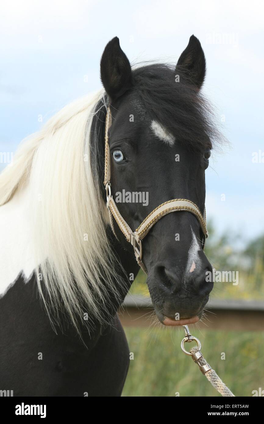 Lewitzer pony hi-res stock photography and images - Alamy