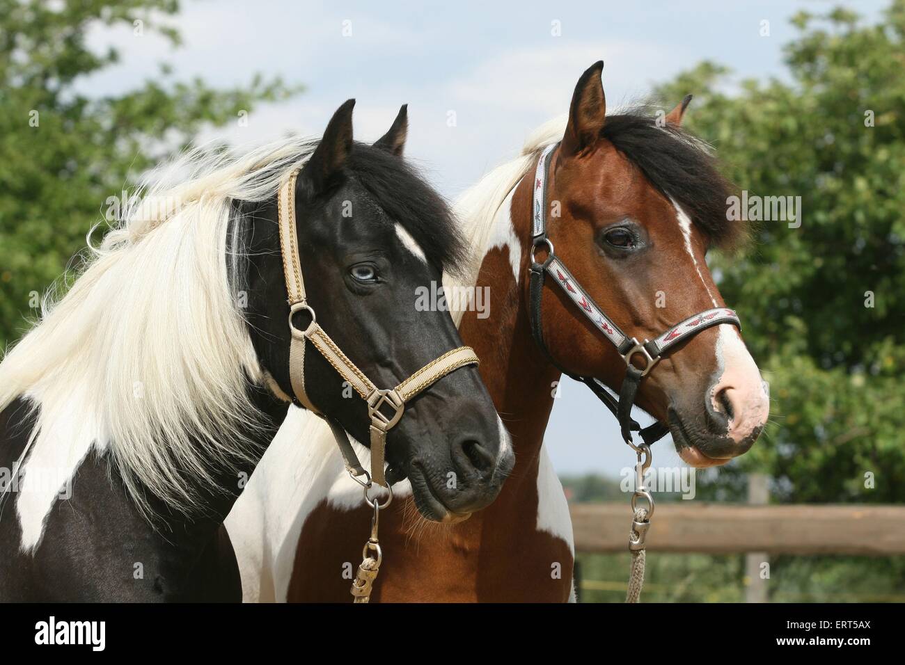 Lewitzer pony hi-res stock photography and images - Alamy