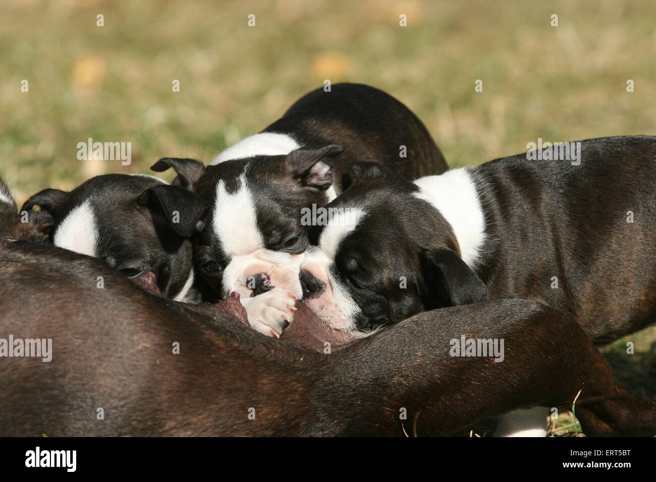 Boston bull terrier hi-res stock photography and images - Alamy