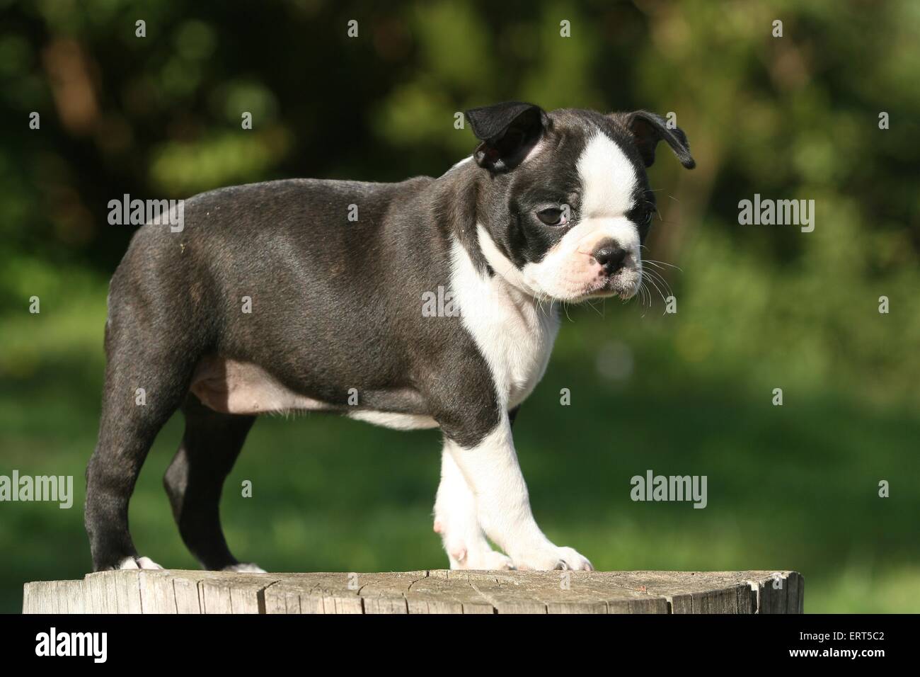 Boston bull terrier hi-res stock photography and images - Alamy