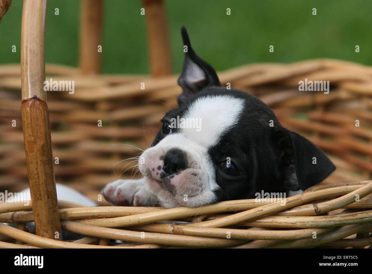 Boston bull terrier hi-res stock photography and images - Alamy