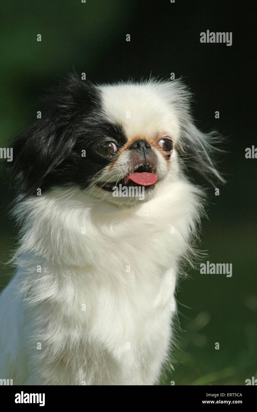 Japanese chin Portrait Stock Photo - Alamy