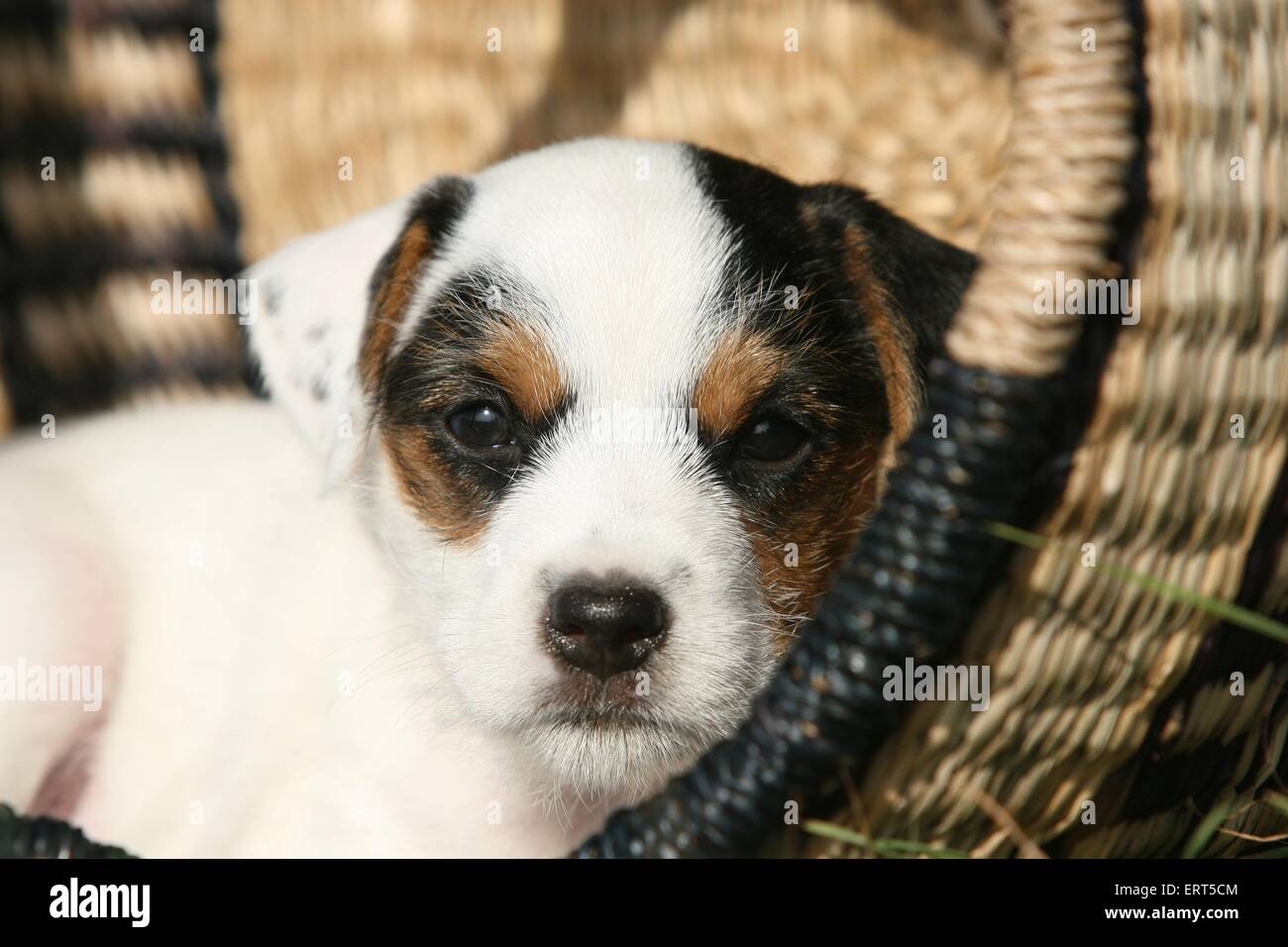 Parson Russell Terrier puppy Stock Photo - Alamy