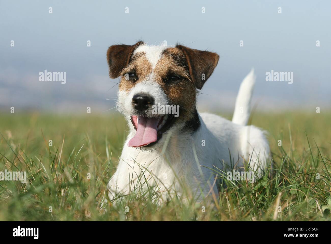 Parson Russell Terrier Stock Photo - Alamy
