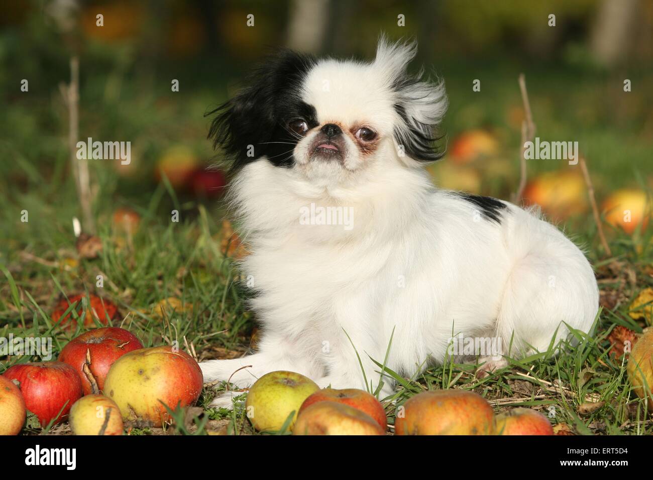 Japanese chin hi-res stock photography and images - Alamy