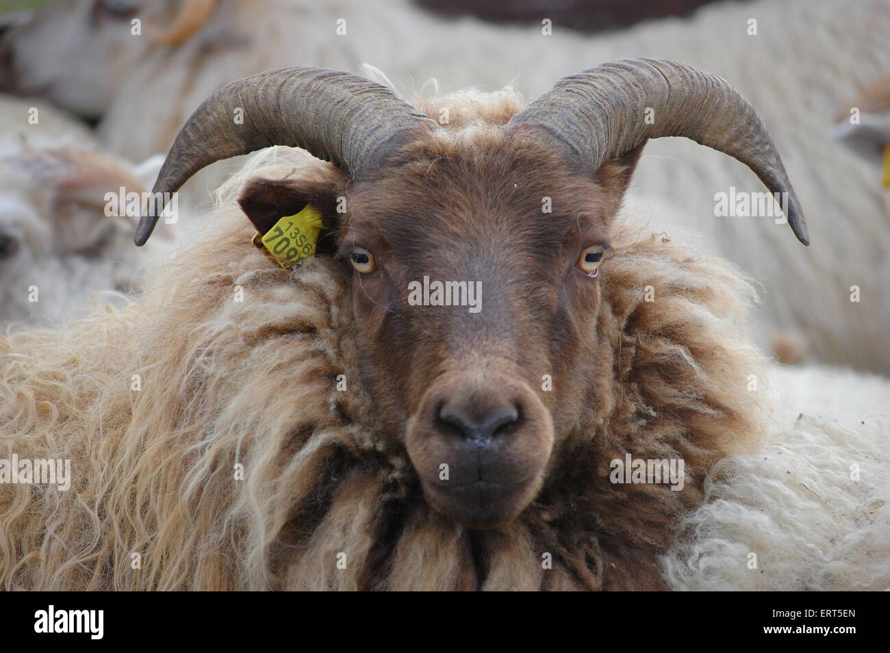 Sheep head iceland hi-res stock photography and images - Alamy