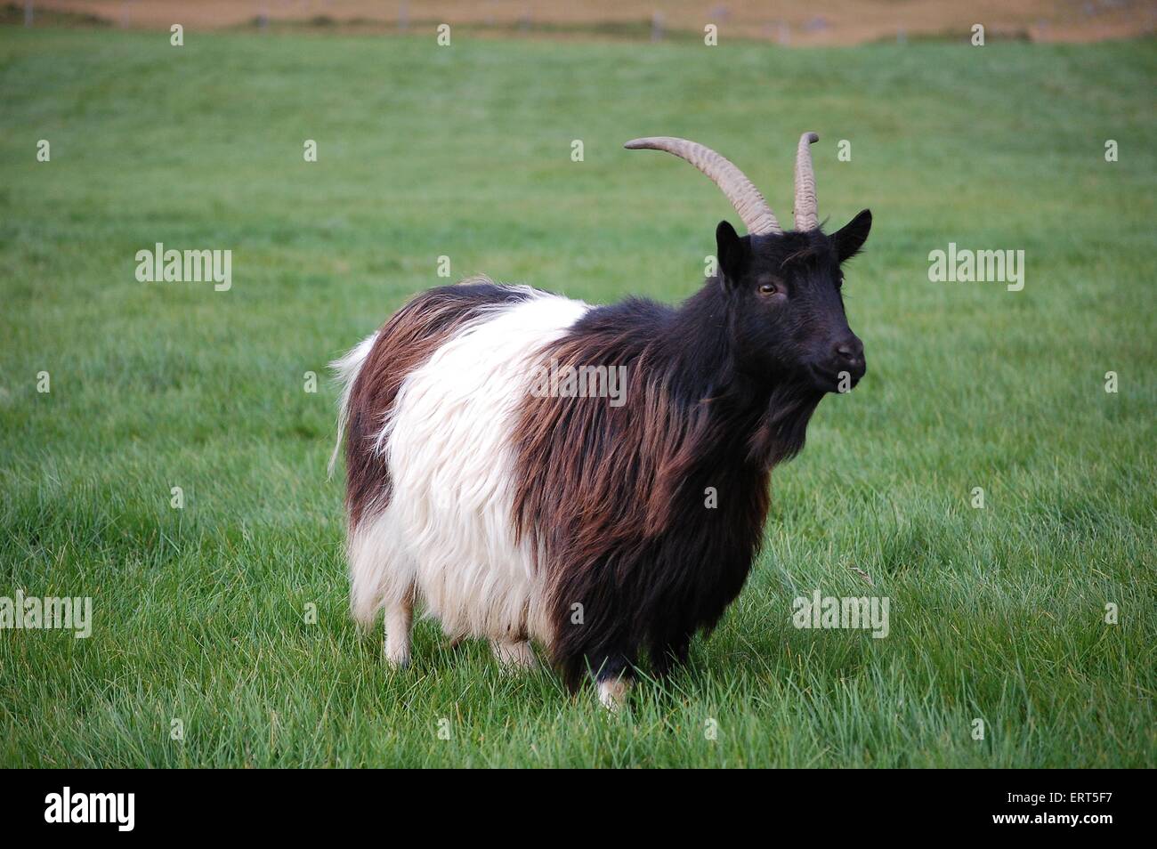 Longhaired goats hi-res stock photography and images - Alamy