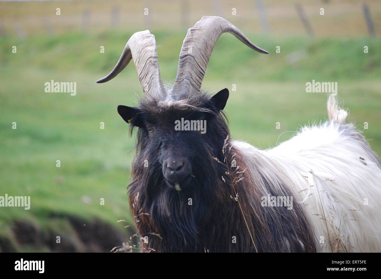 Longhaired goats hi-res stock photography and images - Alamy