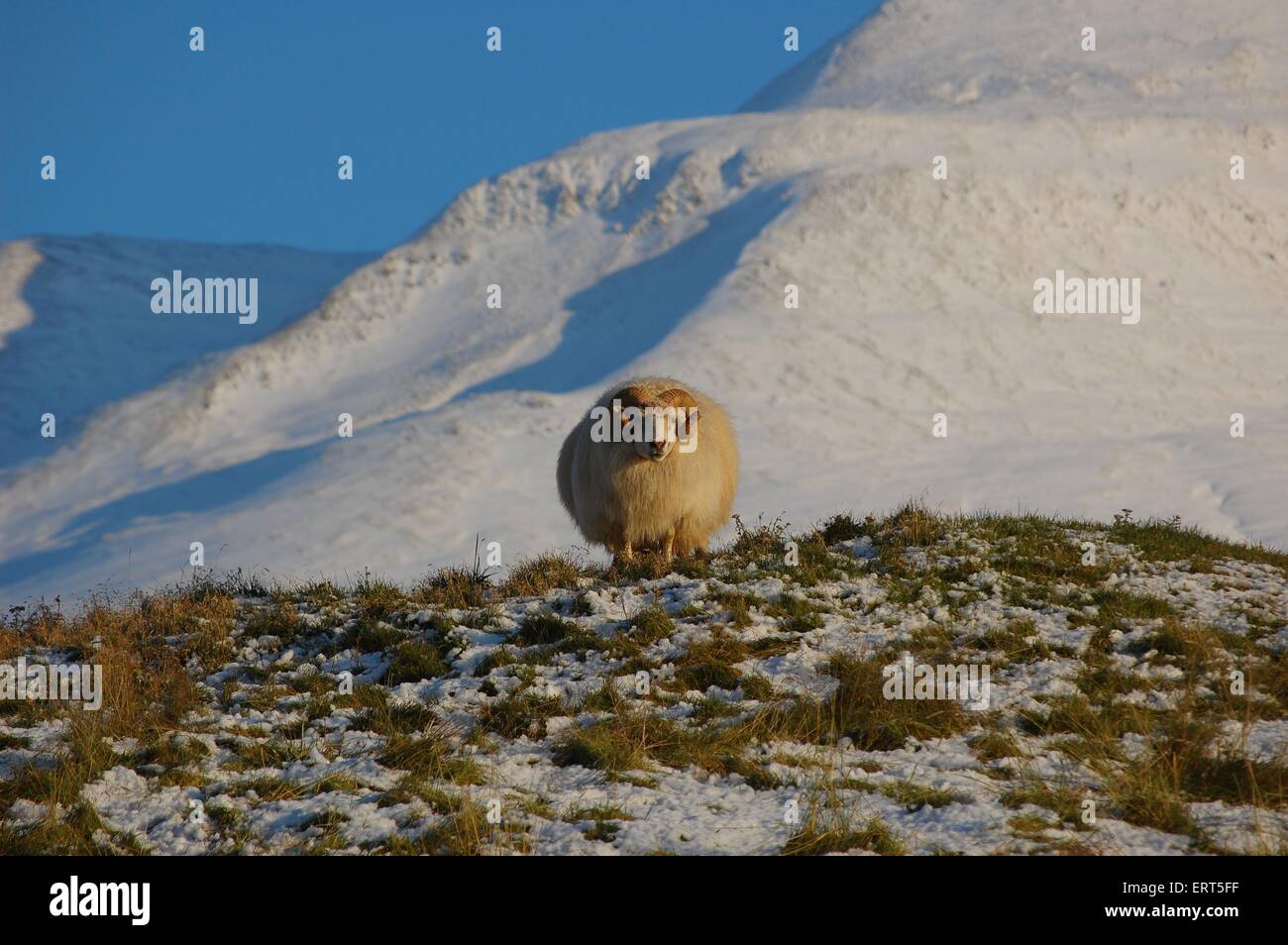Iceland sheep horns hi-res stock photography and images - Alamy