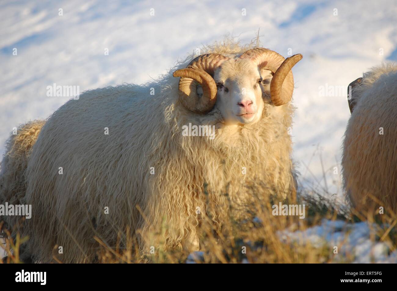 Island sheep hi-res stock photography and images - Alamy