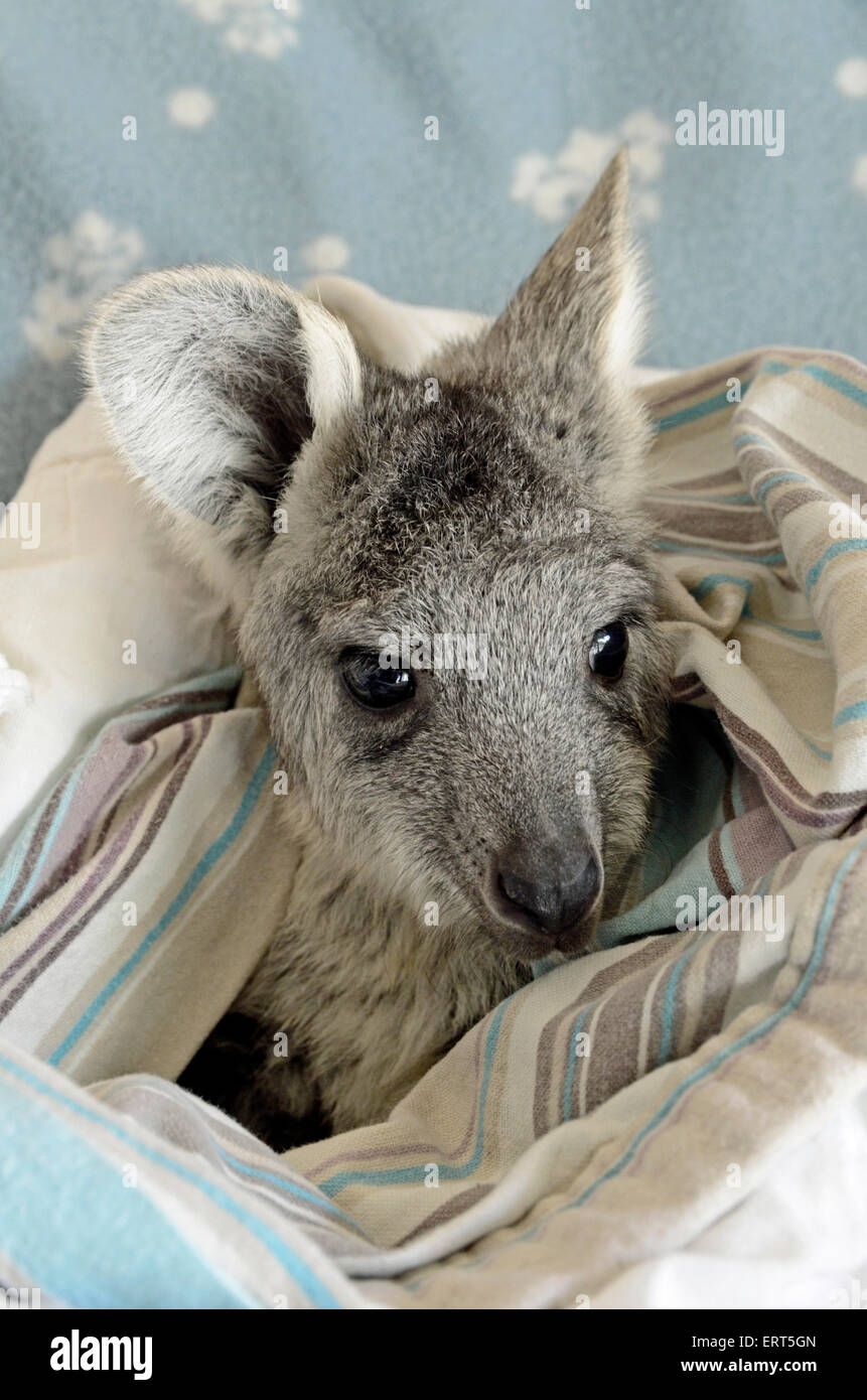 A Road Kill survivor Wallaroo Joey Macropus robustus Stock Photo - Alamy
