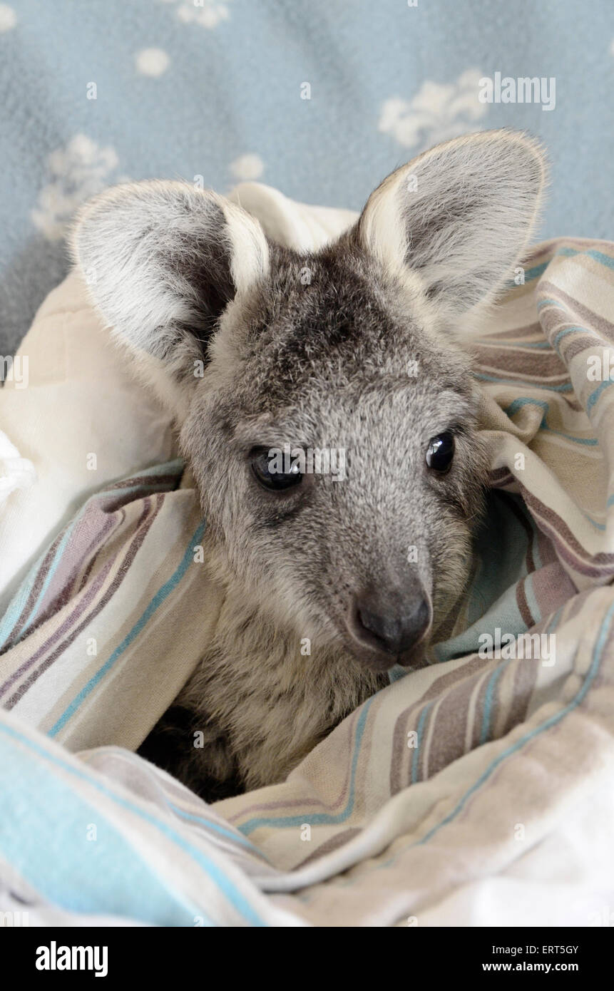 Baby Wallaroo