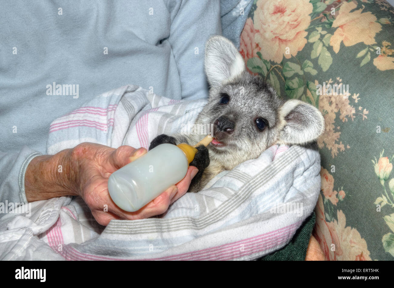 A carer feeding a rescued Common Wallaroo joey, Macropod robustus Stock ...