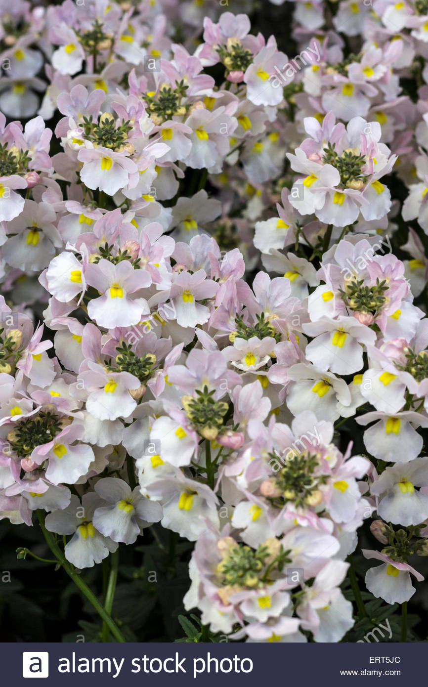 Vanilla Flowers High Resolution Stock Photography and Images - Alamy