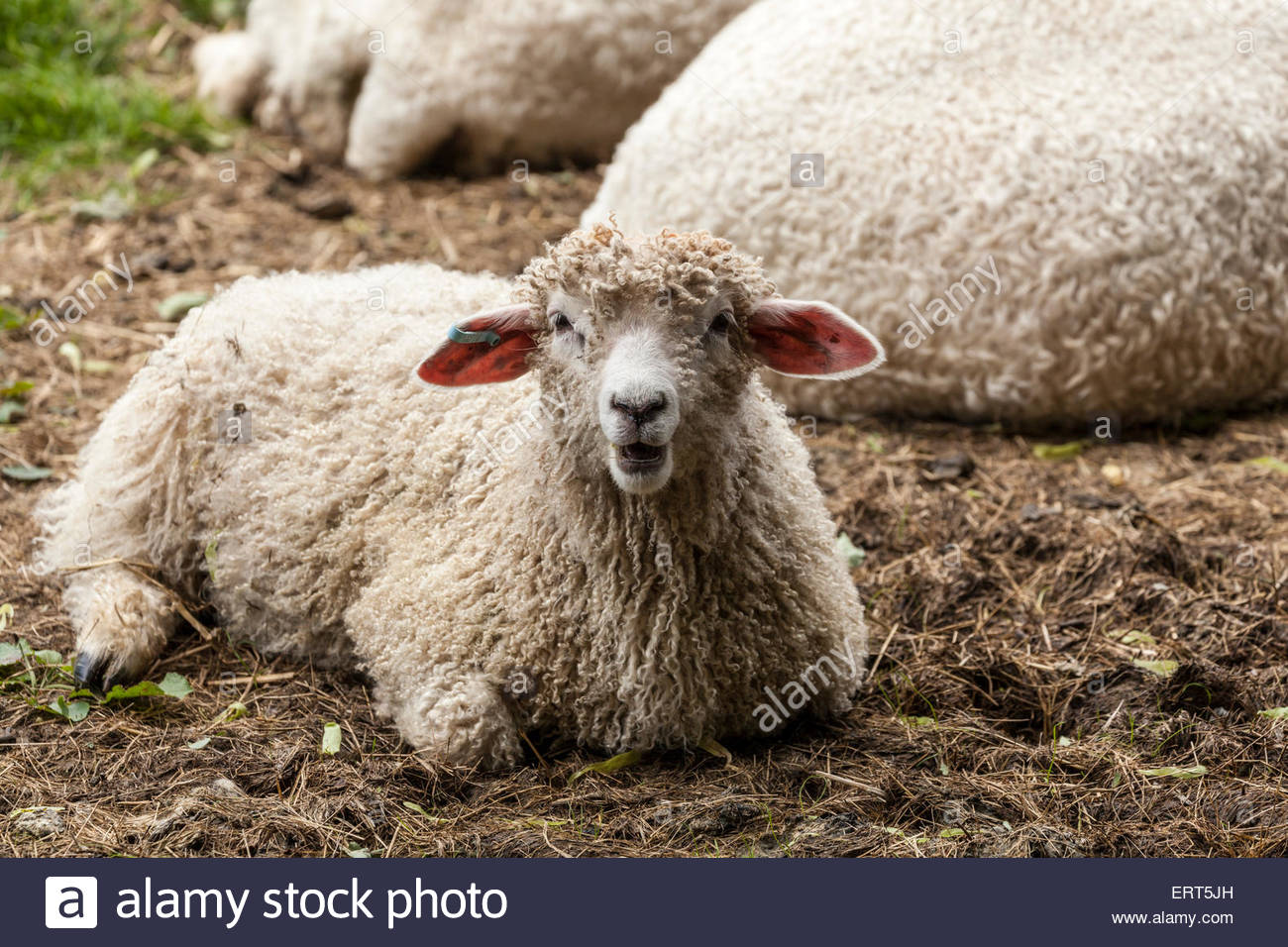 Longwool Sheep High Resolution Stock Photography and Images - Alamy