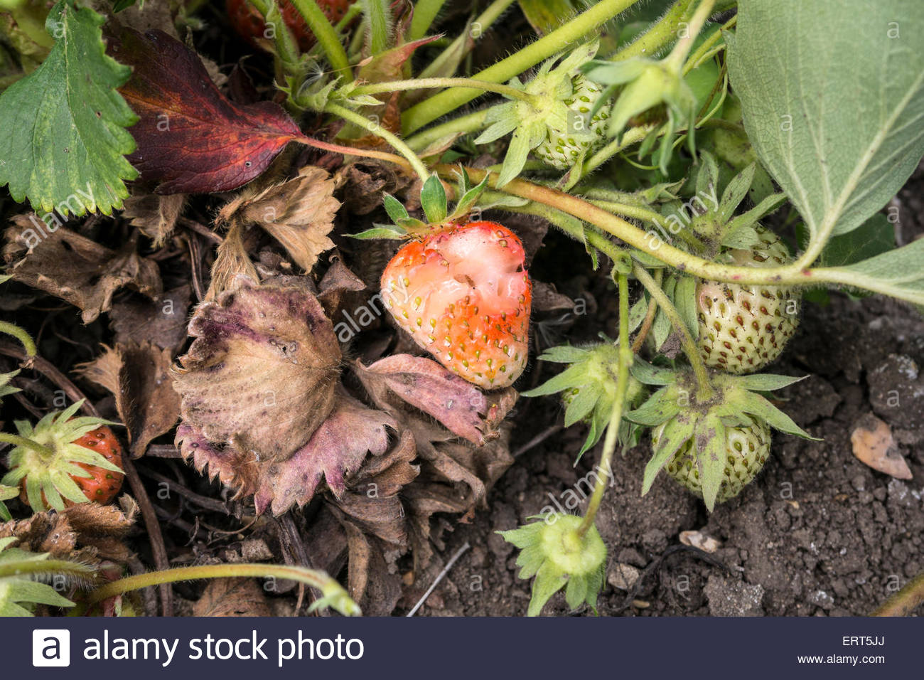 Strawberry Pest High Resolution Stock Photography and Images - Alamy