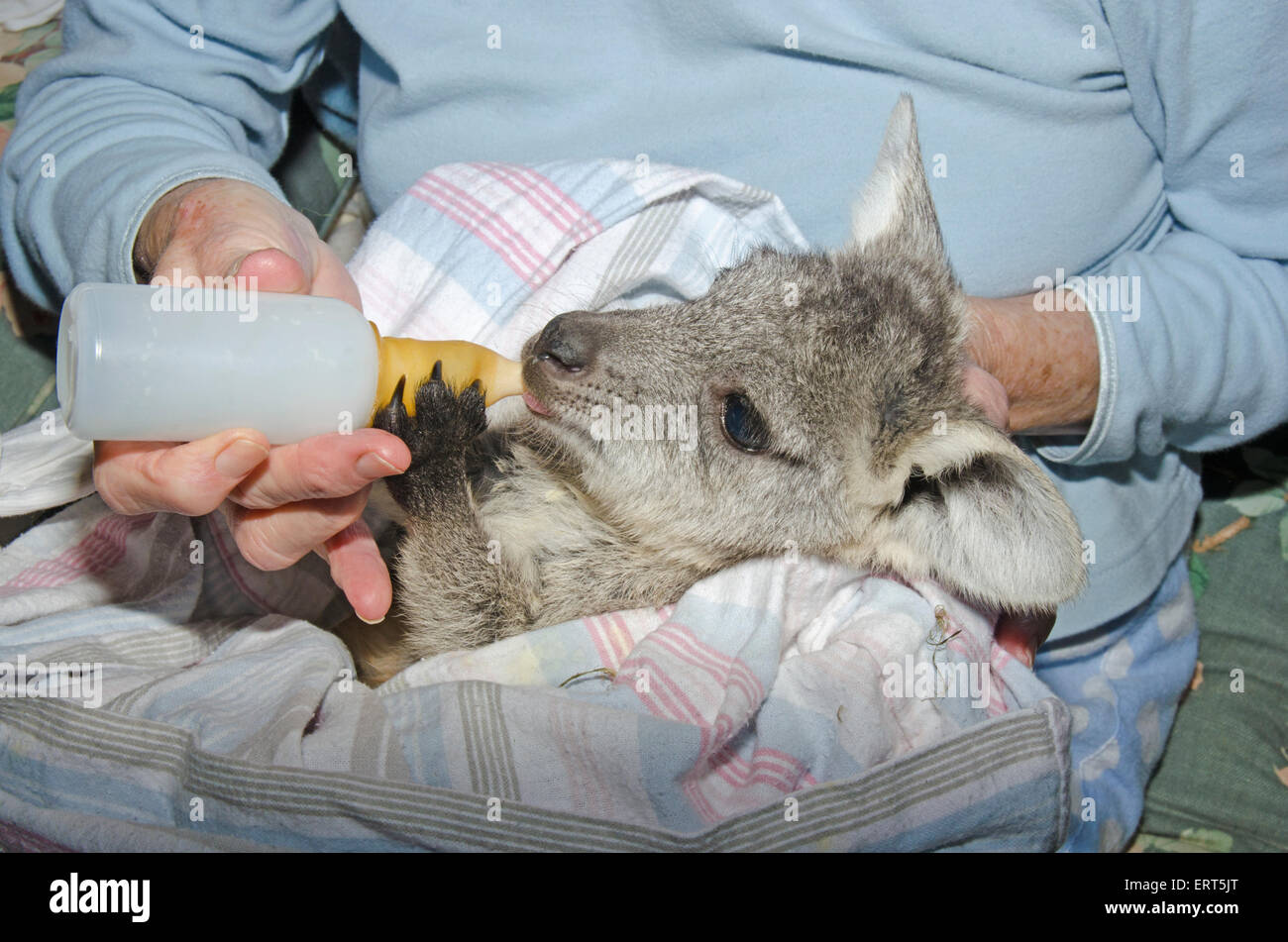 A carer feeding a rescued Common Wallaroo joey, Macropus robustus Stock ...