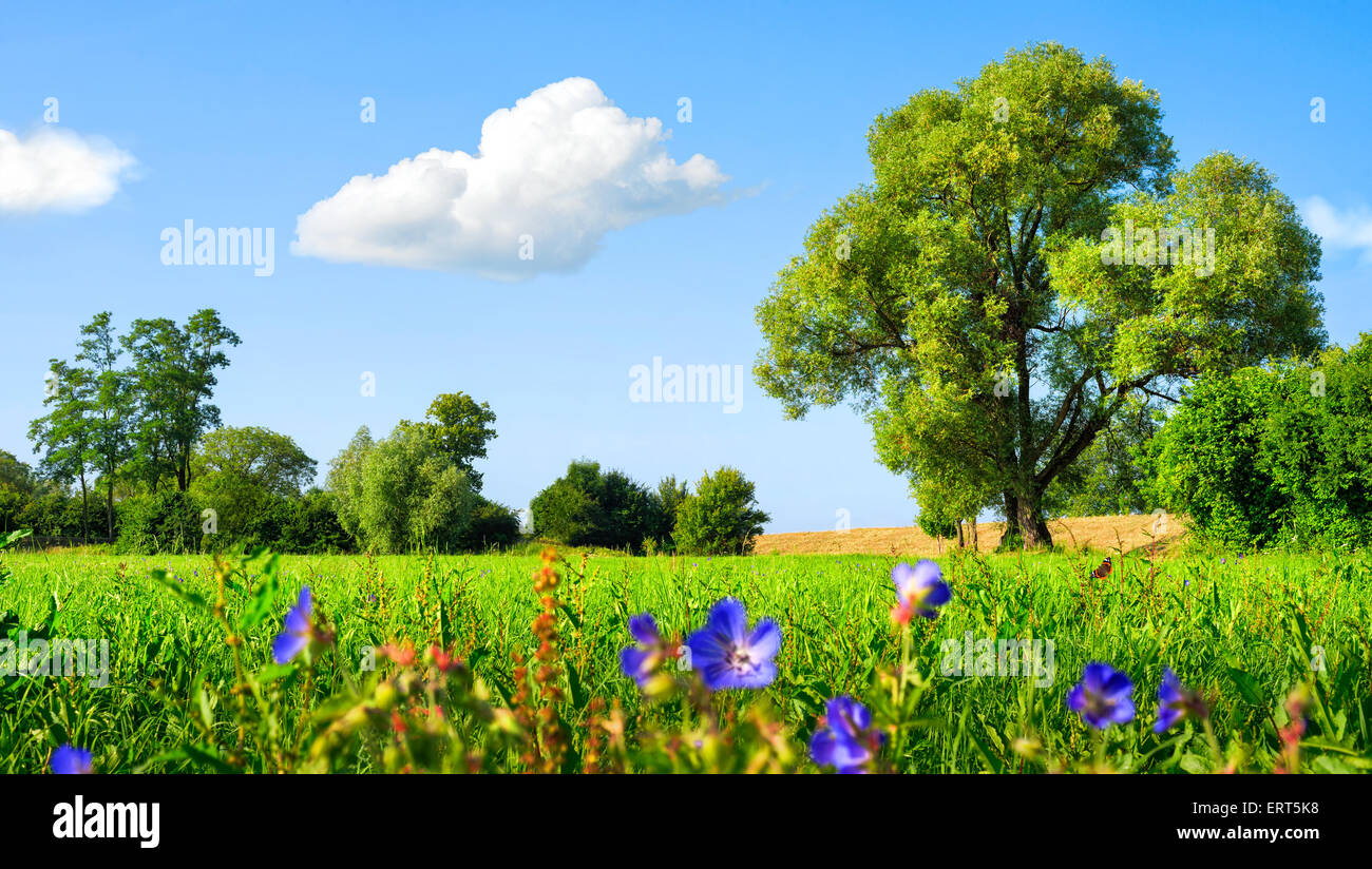 Idyllic landscape with fresh green meadow, trees, spring flowers, blue ...